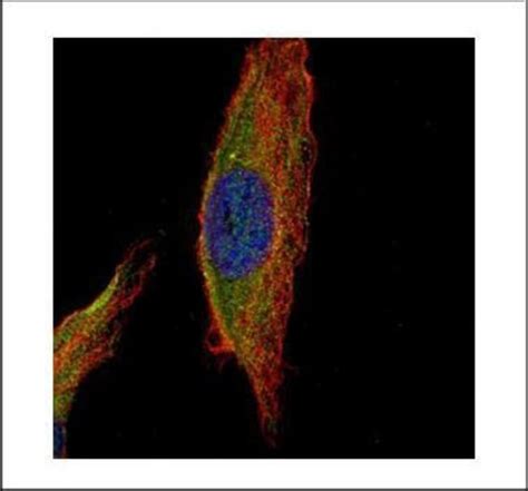 Invitrogen Unc13b Polyclonal Antibody 100 μl Unconjugatedantibodies