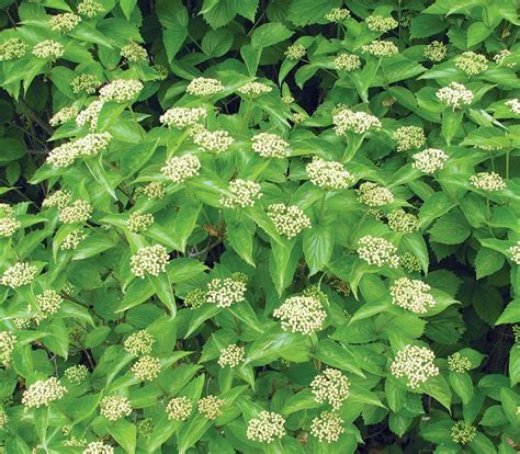 Wisconsin Trees And Shrubs