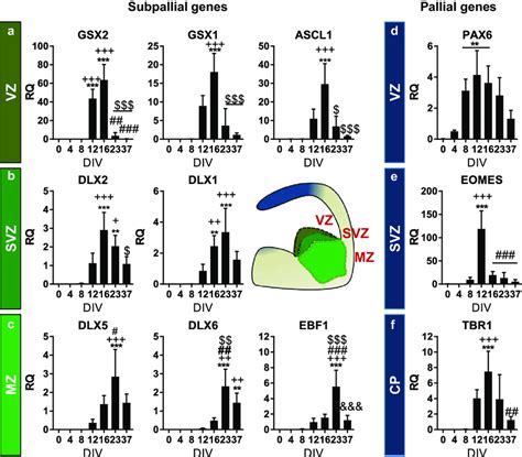 Quantitative Gene Expression Of A C Telencephalic Subpallial And D F Download Scientific