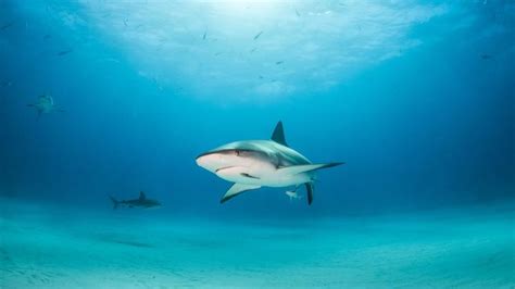 Hawaï Attaqué Par Un Requin Un Surfeur Meurt Des Suites De Ses Blessures