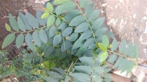 Nutrisi Daun Katuk Kandungan Gizi Manfaat And Efek Samping