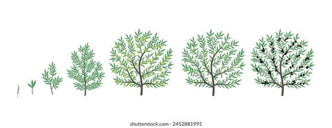 Olive Tree Growth Stages Vector Illustration Stock Vector Royalty Free