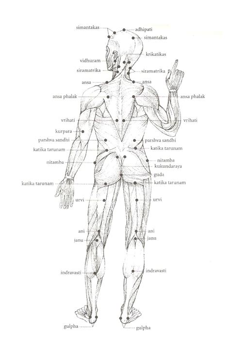 Marma Punti Energetici Di Yoga E Ayurveda