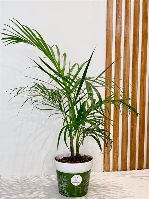 Areca Palm Palmera The Perfect Indoor And Outdoor Plant Pots For