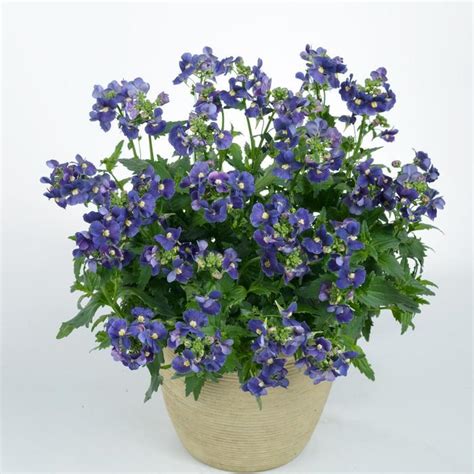 Nemesia Fruticans Dark Blue Nemesia From George Didden Greenhouses Inc