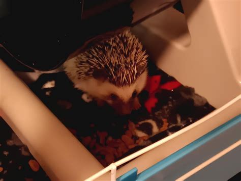 My Hedgi Eating R Hedgehog