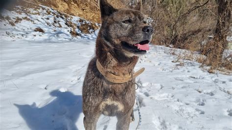 진돗개 풍산개 하이에나 보다 쎈 우리집 망치 산책 시키기 Youtube