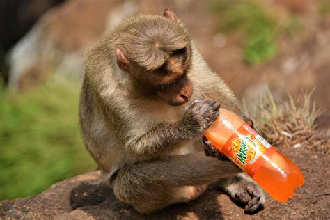 Monkey Drinking Orange Juice At Ellis Shepherd Blog