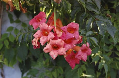 Tips And Information About Trumpet Vine Gardening Know How