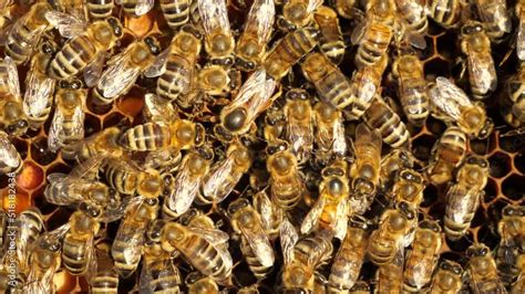Queen Bee Lay Eggs In The Honeycomb Bees Stimulate The Young Queen Bee