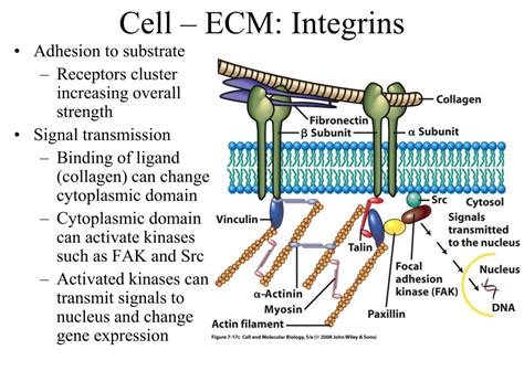 Ppt The Extracellular Space Powerpoint Presentation Free Download Id 2169541