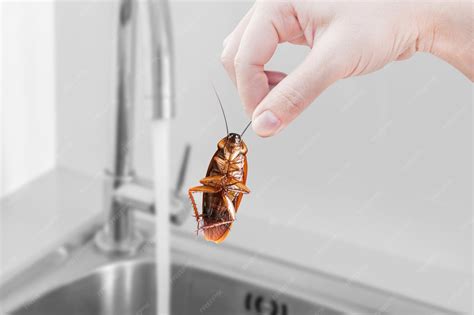 Premium Photo Hand Holding Cockroach With Kitchen Sink Background Eliminate Cockroach In