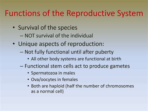 Reproductive System Functions