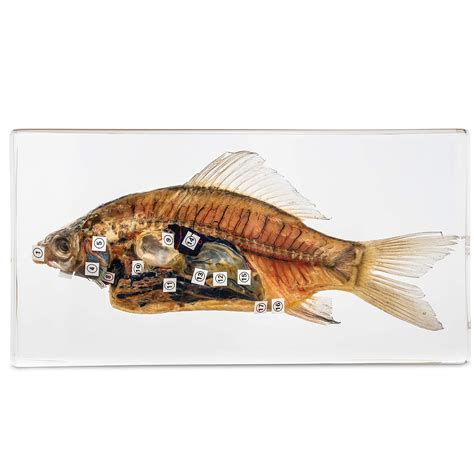 Fish Dissection Specimen For Science Tillescenter Specimens Science
