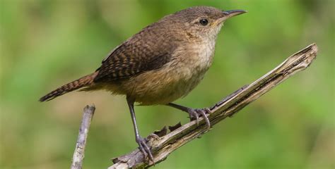 9 Types Of Wrens Found In Canada 2024 Bird Watching Hq