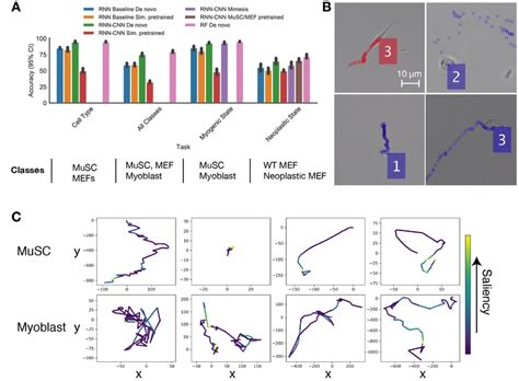 Rnns Can Discriminate Between Different Cell Types And Cell States Download Scientific Diagram