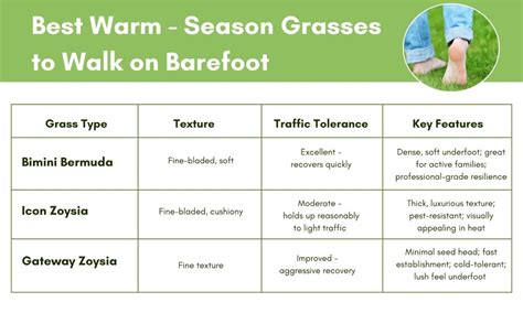 The Softest Grass Type For Your Lawn Bethel Farms