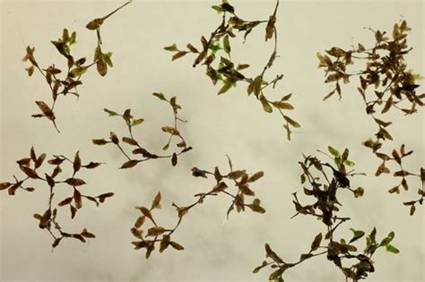 How To Plant And Grow Star Duckweedlemna Trisulca