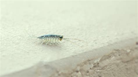 Premium Stock Video Wharf Roach Sea Roach Invasive Isopod Species Crawling Over Edge Of