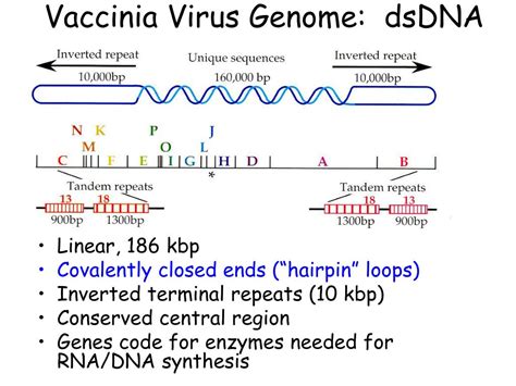 Ppt Replication Of Large Dna Virus Powerpoint Presentation Free Download Id 3558806