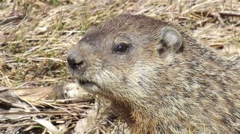Groundhog Vs Woodchuck New England Lexicon New England