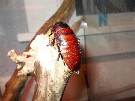 Giant Hissing Cockroach Care The Ultimate Low Maintenance Pet Guide