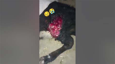 Bachada 😭 Youtube