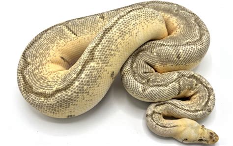 Bumblebee Clown Royal Constrictor Designs