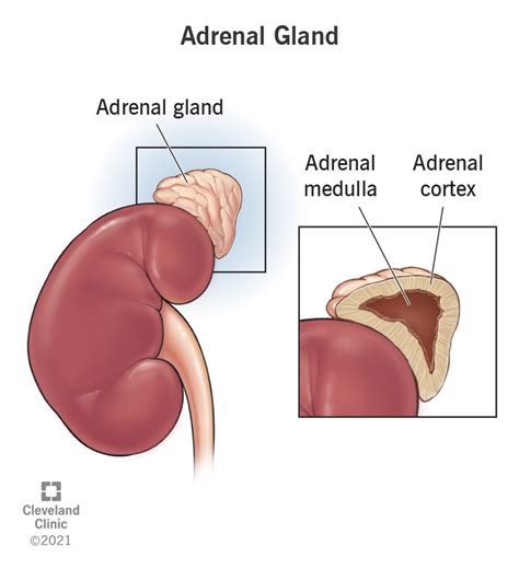 Adrenal Gland What It Is Function Symptoms And Disorders