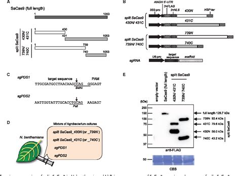 Figure 1 From A Split Staphylococcus Aureus Cas9 As A Compact Genome Editing Tool In Plants