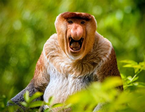 Proboscis Monkeys Use Their Large Noses In An Unexpected Way