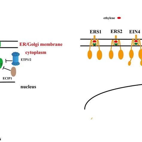 Regulators Of The Arabidopsis Ethylene Receptor Etr1 Mainly Include