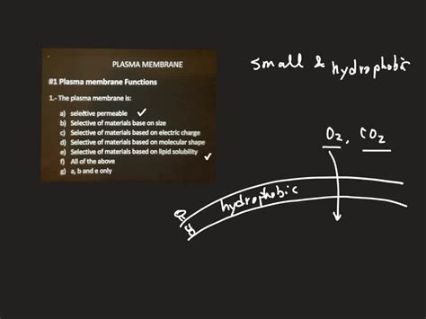 SOLVED PLASMA MEMBRANE Plasma Membrane Functions The Plasma Membrane Is A Selective