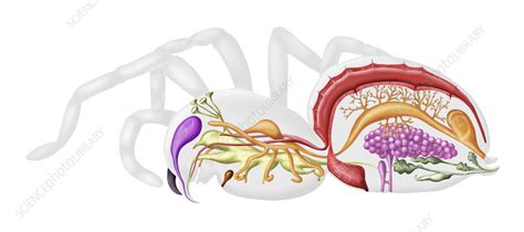 Anatomy Of Female Spider Illustration Stock Image C060 6205