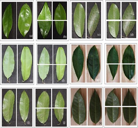 Variations In Leaf Apex Shape Leaf Blade Shape And Leaf Base Shape Of Download Scientific
