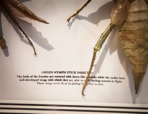 Genuine Malaysian Jungle Nymph Stick Insects In Shadowbox Frame