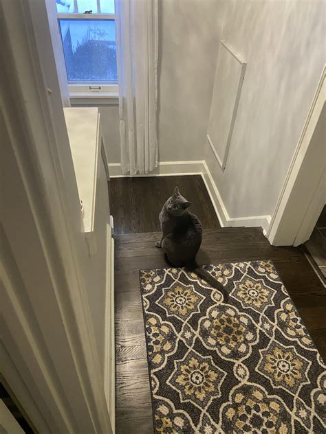 Professional Guard Kitty Ricky Bobby Is Always On The Lookout When I Go