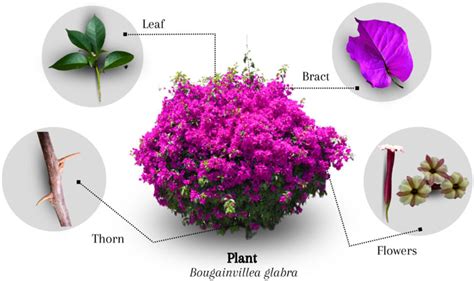 Frontiers Bougainvillea Glabra Choisy Nyctinaginacea Review Of