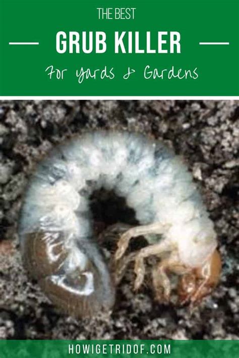 Best Grub Killer For Gardens At Chastity Fruge Blog