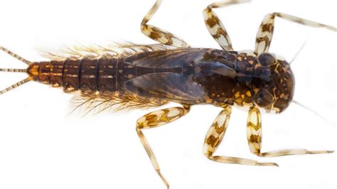 Mayflies What Are They And How To Get Rid Of Them