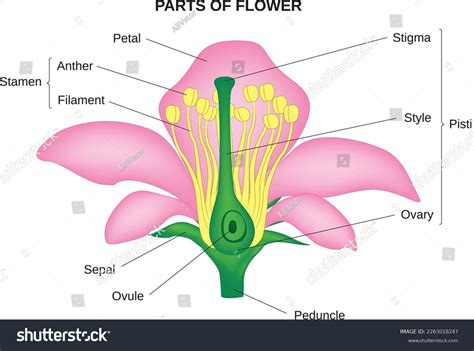 Diagram Reproductive System Flower Stock Vector Royalty Free