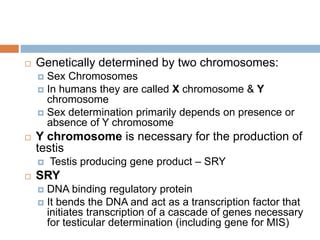 Sex Differentiation PPTX Reproductive Health Diseases And Conditions