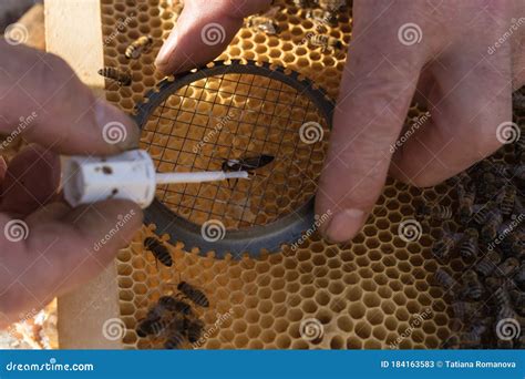 The Beekeeper Marks The Uterus Of The Bee A Close Up View Of The Open Body Of The Hive Showing