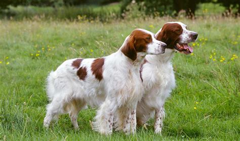White Irish Setter Puppies