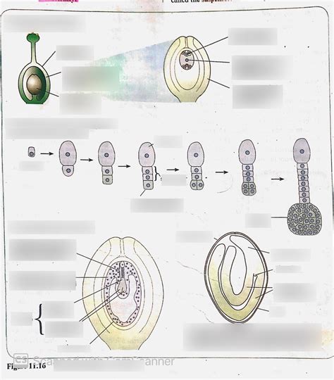 SEXUAL REPRODUCTION IN PLANTS IV POLLINATION FERTILISATION OUTBREEDING MECHANISMS AND