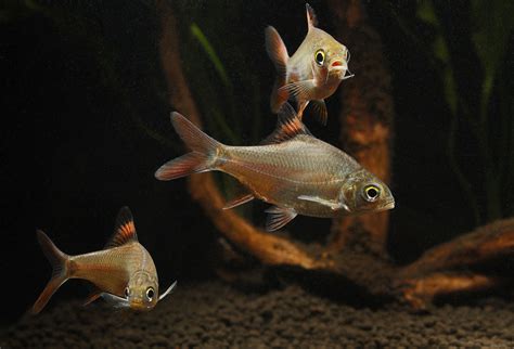 Freshwater Aquarium Fish For Sale Freshwater Fish Online Page 7