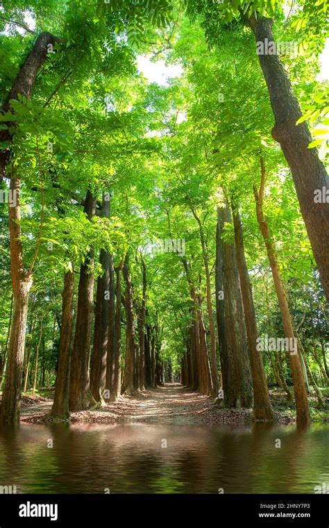 The Beautiful Tree Lined Road In The Tunnel Of Trees Stock Photo Alamy