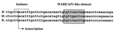 Sequence Alignment Of The Adult β Globin Downstream Promoter Region