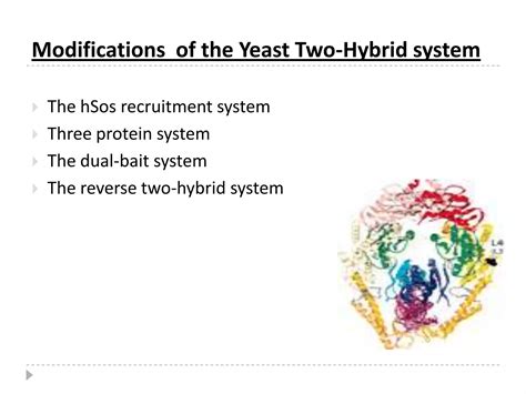 Yeast Two Hybrid Ppsx Web Development Internet