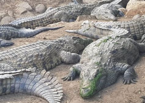 Kzn Floods Crocodiles On The Loose 7 Captured 5 Missing